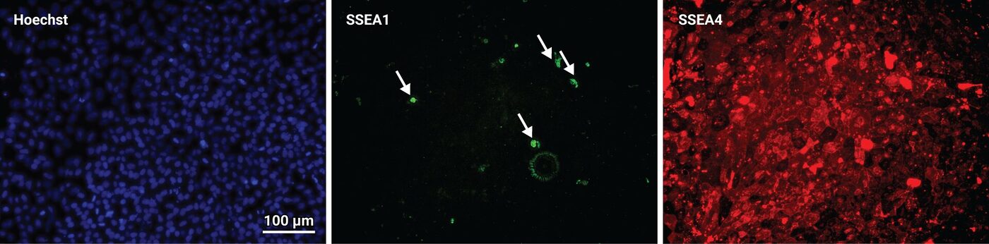 RocketCell™ iPSC Xeno-Free Growth Medium | Stem Cell Culture