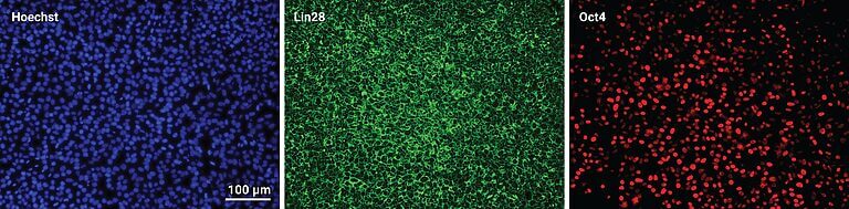 RocketCell™ iPSC Xeno-Free Growth Medium | Stem Cell Culture