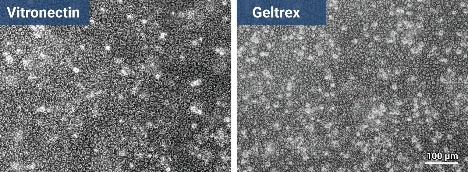 RocketCell™ iPSC Xeno-Free Growth Medium | Stem Cell Culture